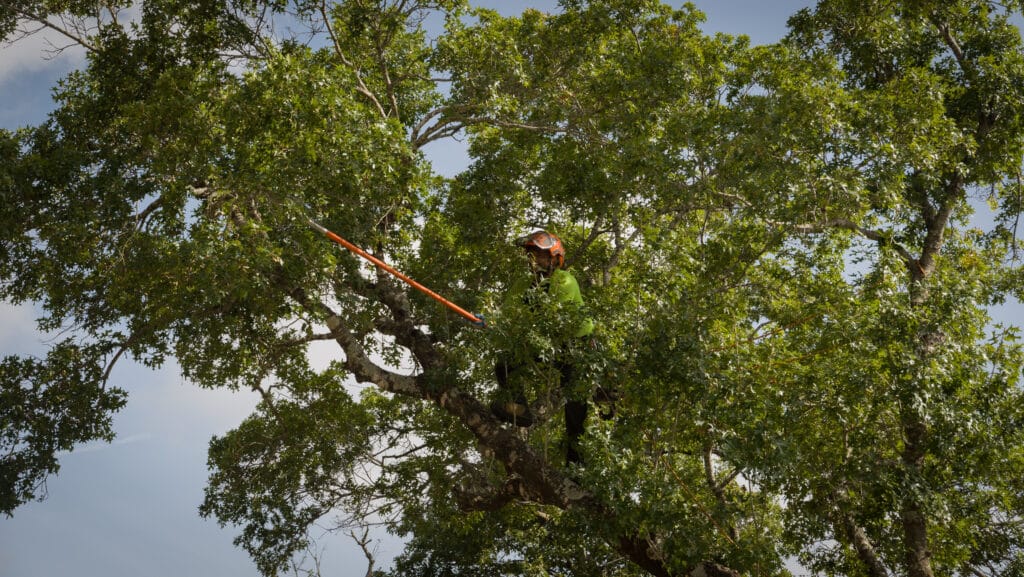 Tree Pruning & Tree Trimming | Austin, TX