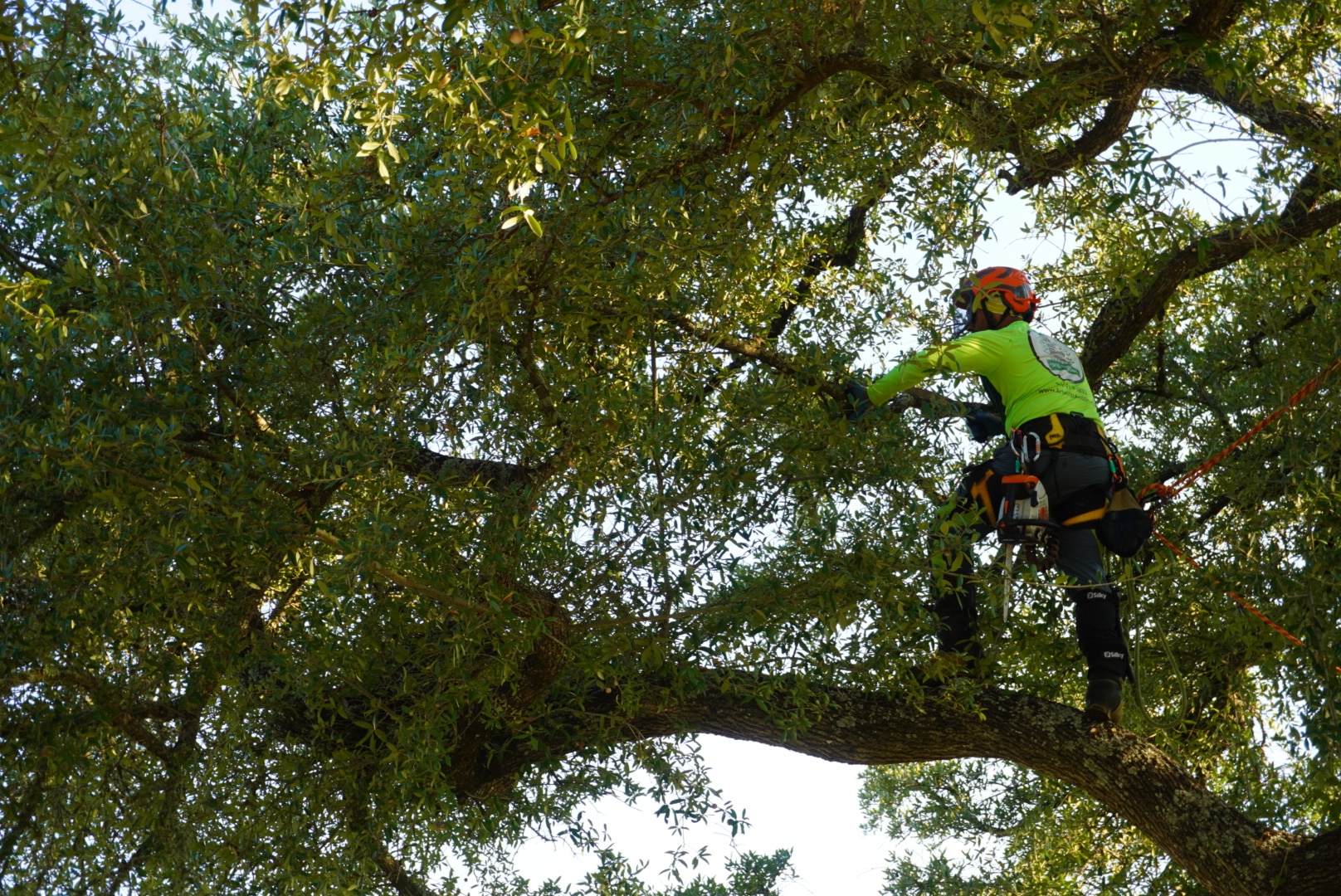 Professional Tree Care Services | Austin, TX
